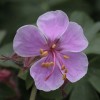 Geranium sanguineum 'Glenluce' - The Plantsman's Preference