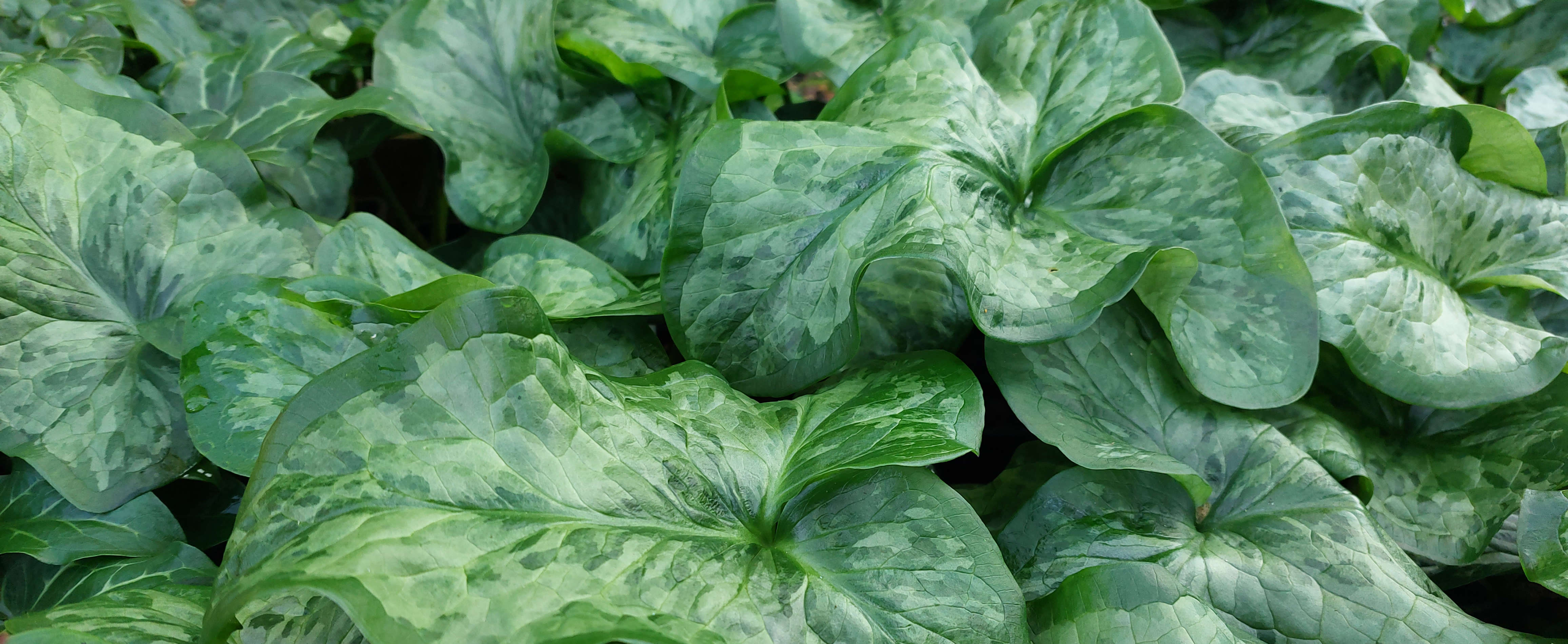 The Plantsman's Preference - The Plantsman's Preference