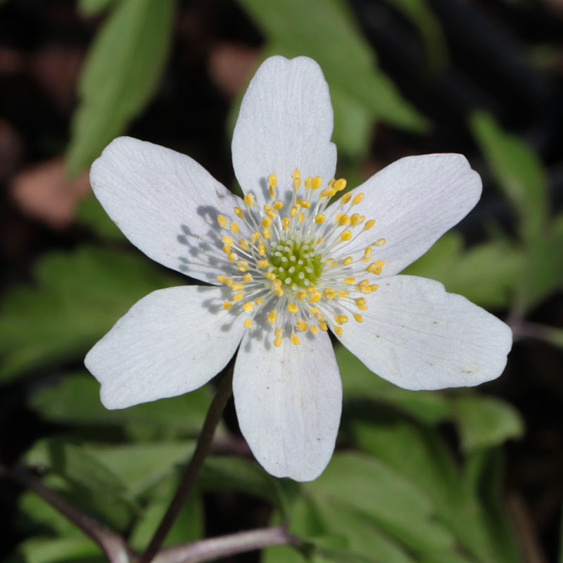 Perennials - The Plantsman's Preference