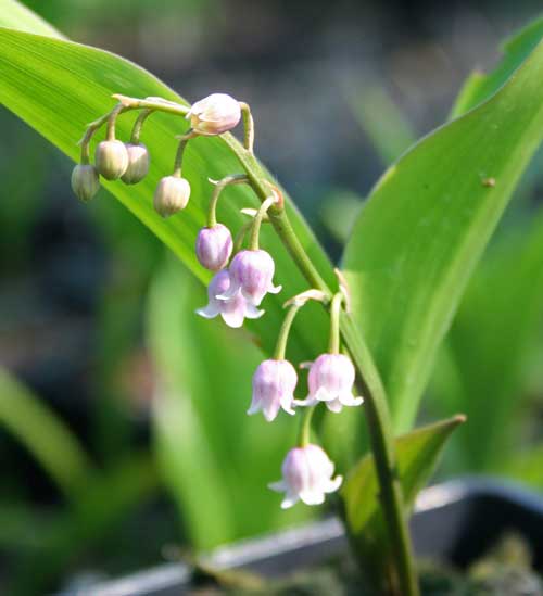 Perennials - The Plantsman's Preference