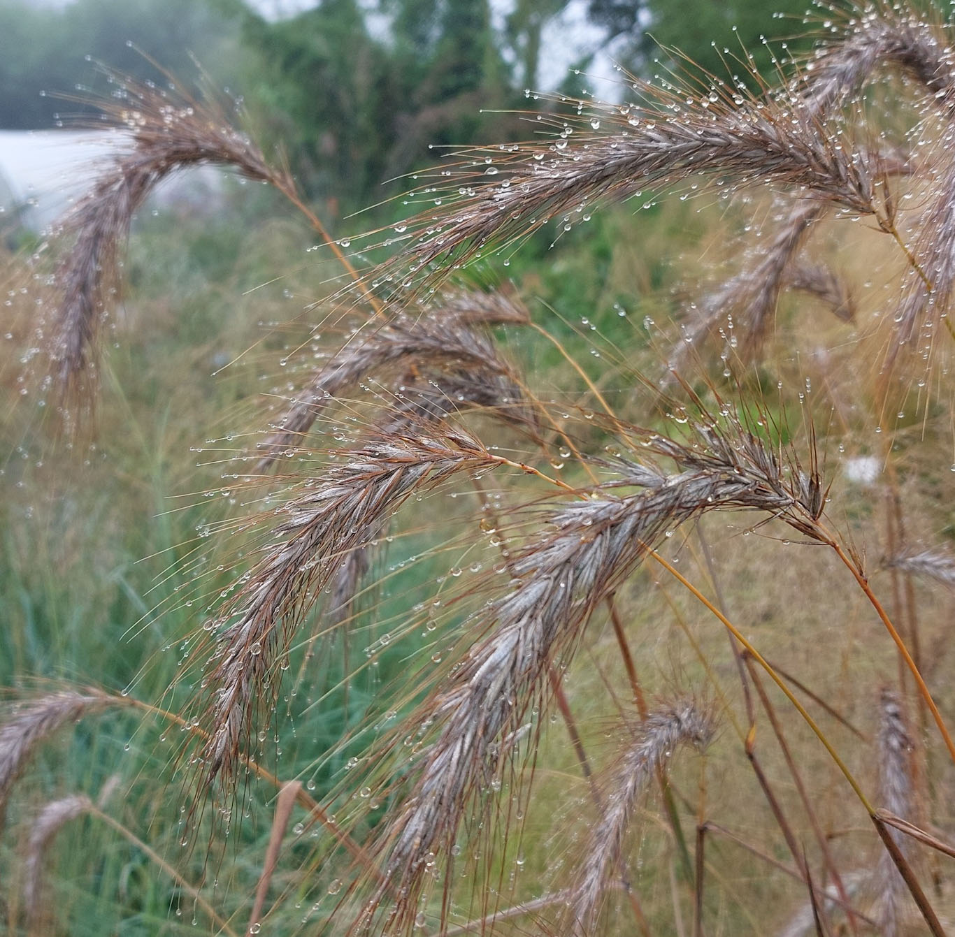 Ornamental Grasses - The Plantsman's Preference