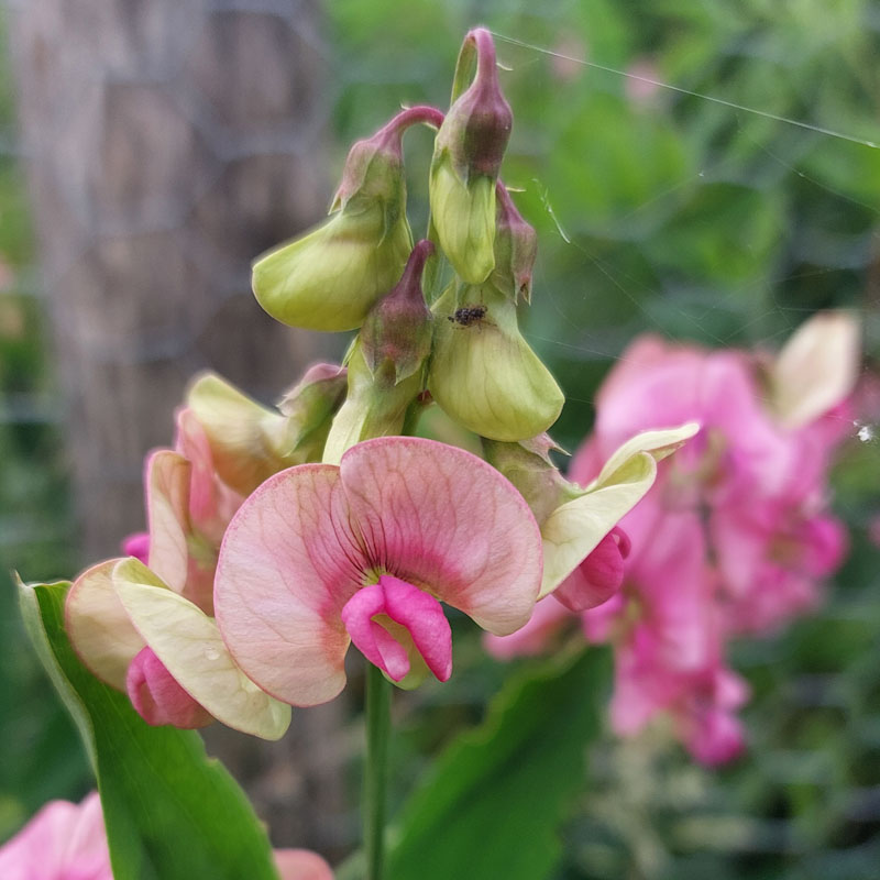 Perennials - The Plantsman's Preference