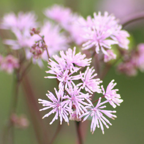 Perennials - The Plantsman's Preference
