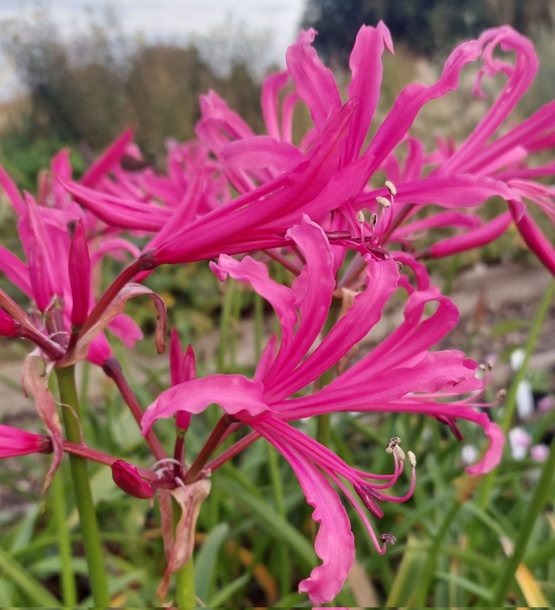 All Other Perennials - Page 3 - The Plantsman's Preference
