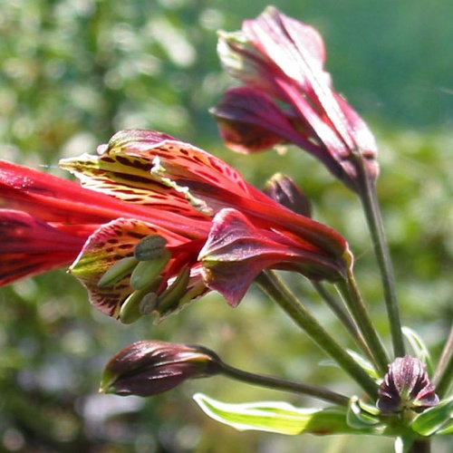 All Perennials - The Plantsman's Preference