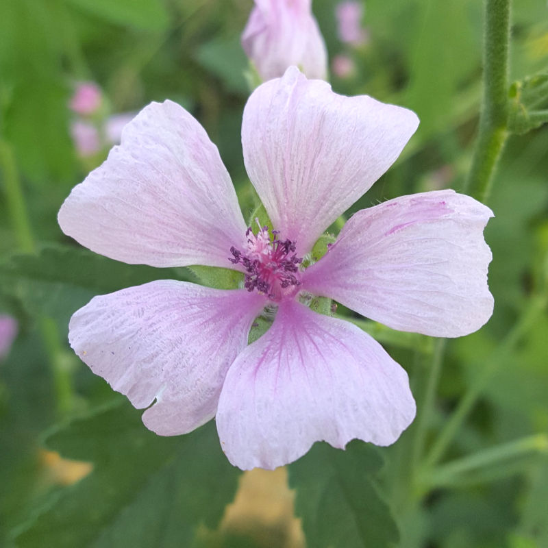 Althaea - The Plantsman's Preference