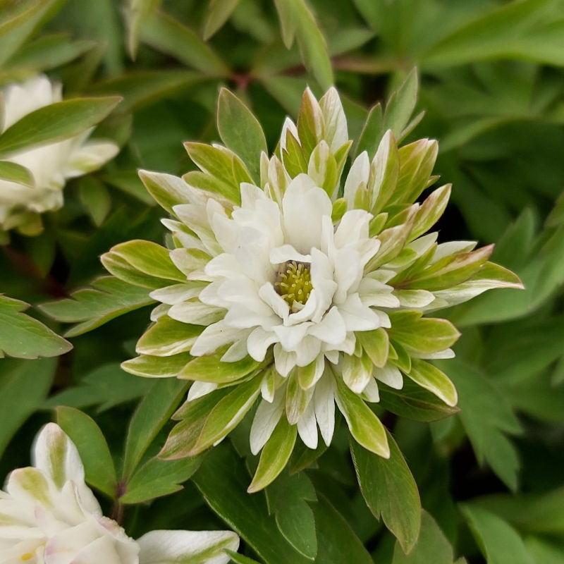 Anemone - The Plantsman's Preference