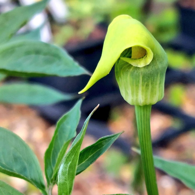 All Other Perennials - The Plantsman's Preference