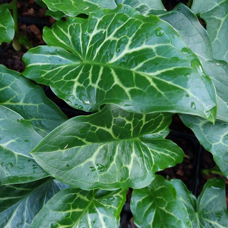 Arum - The Plantsman's Preference