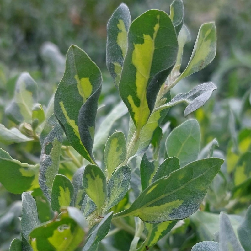 Shrubs - The Plantsman's Preference