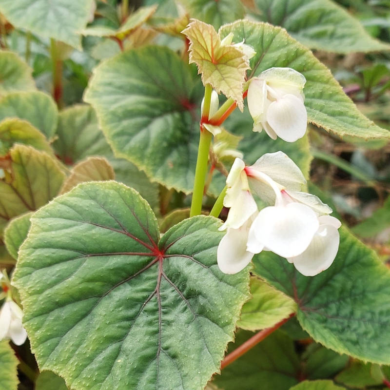 Begonia grandis ssp. sinensis Snowpop The Plantsman s Preference