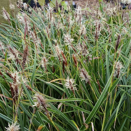 Carex - The Plantsman's Preference
