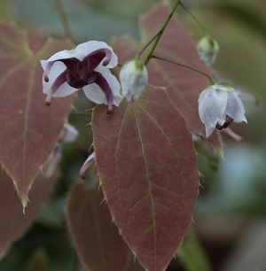 Epimedium - The Plantsman's Preference