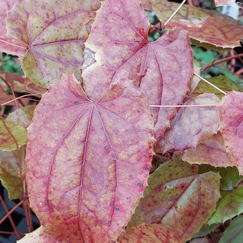 Epimedium - The Plantsman's Preference