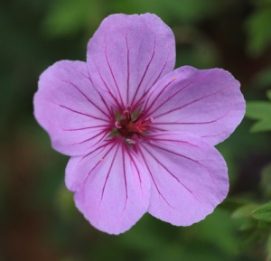sanguineum - Hardy Geraniums, Ornamental Grasses and New, rare and ...