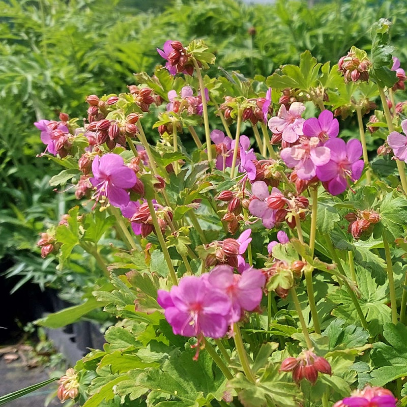 ALL Geraniums - The Plantsman's Preference