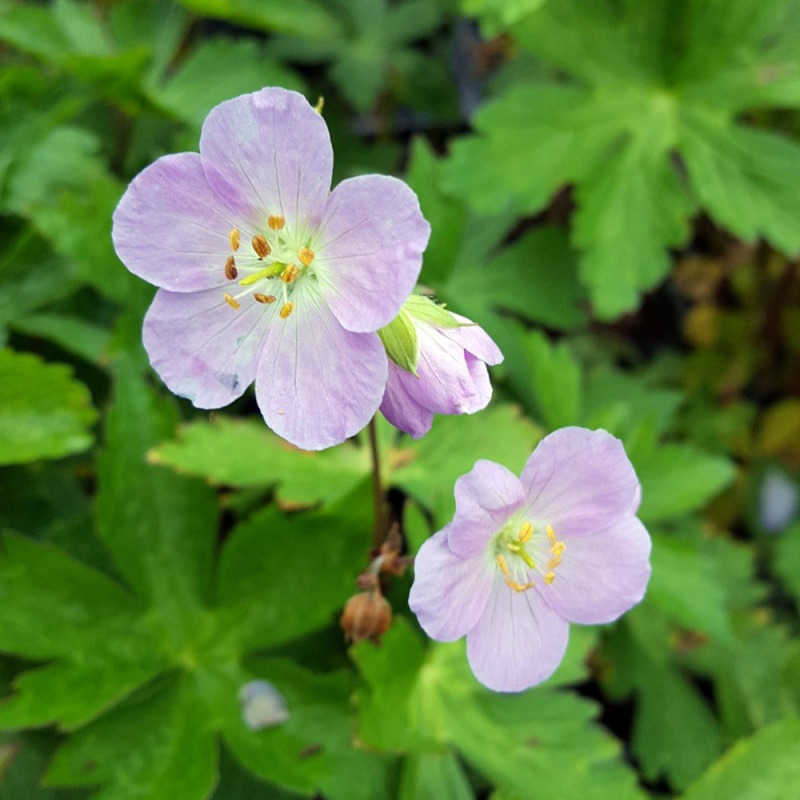 ALL Geraniums - The Plantsman's Preference