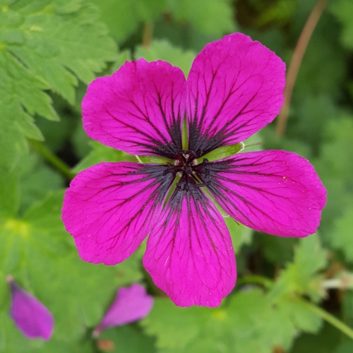ALL Geraniums - The Plantsman's Preference