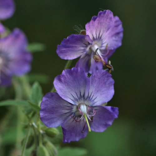 phaeum and relatives - The Plantsman's Preference