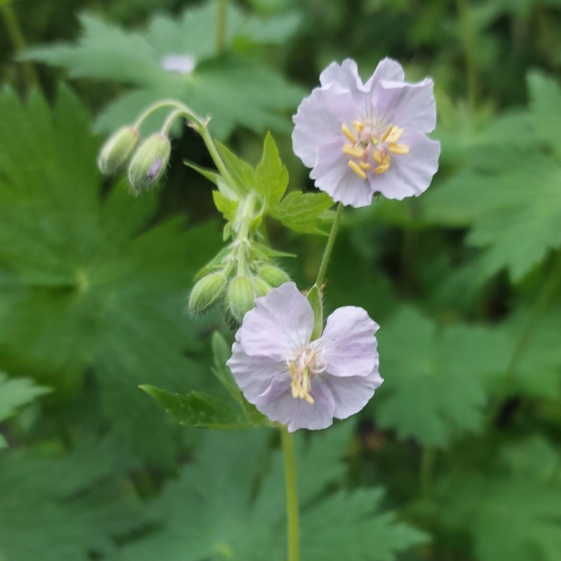 phaeum and relatives - The Plantsman's Preference