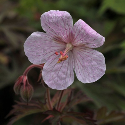 pratense & hybrids - The Plantsman's Preference