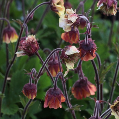 Geum 'Bremner's Nectarine' - The Plantsman's Preference