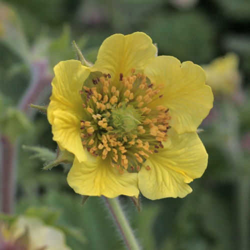 All Perennials - Page 7 - The Plantsman's Preference