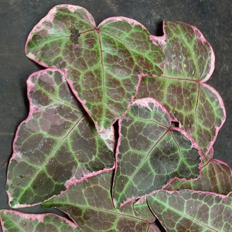 Red Edged Round Leaves