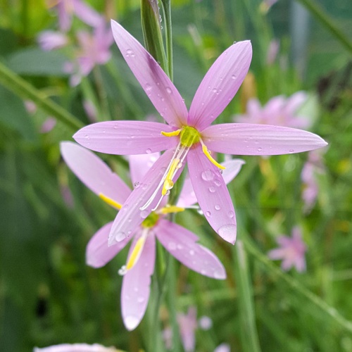 All Other Perennials - Page 4 - The Plantsman's Preference
