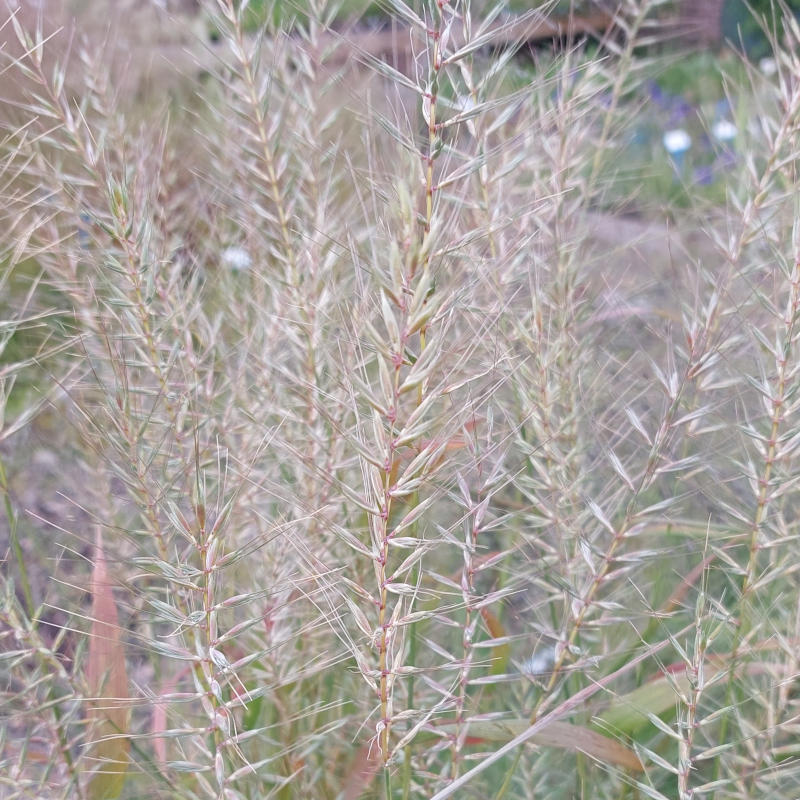 Elymus - The Plantsman's Preference
