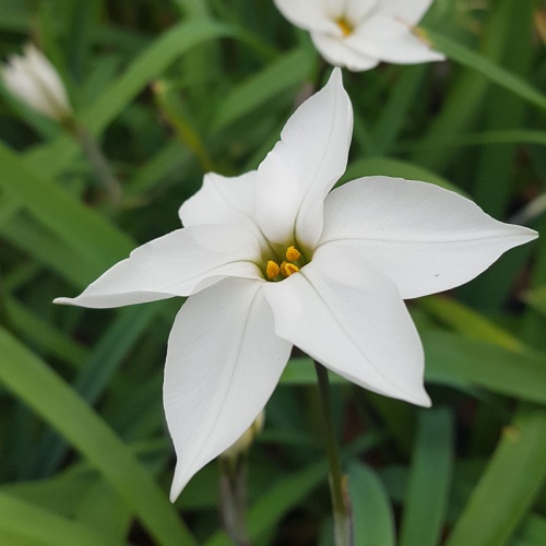 Ipheion - The Plantsman's Preference