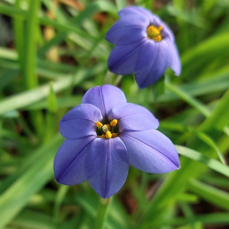 Ipheion - The Plantsman's Preference