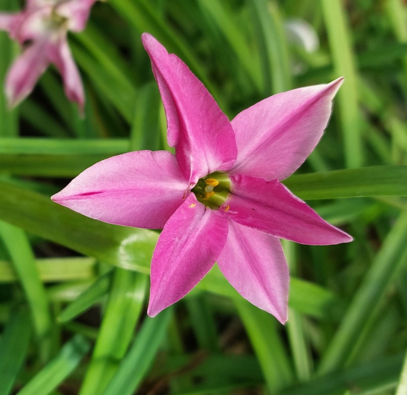 Ipheion - The Plantsman's Preference