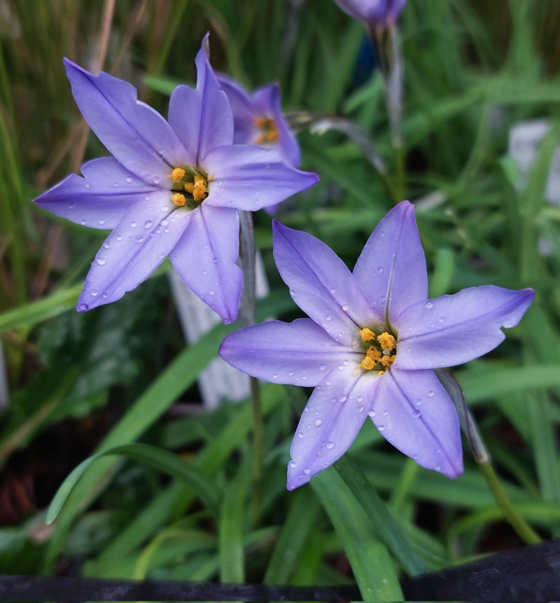 Ipheion - The Plantsman's Preference