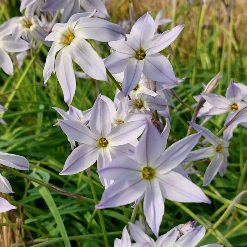 Ipheion - The Plantsman's Preference
