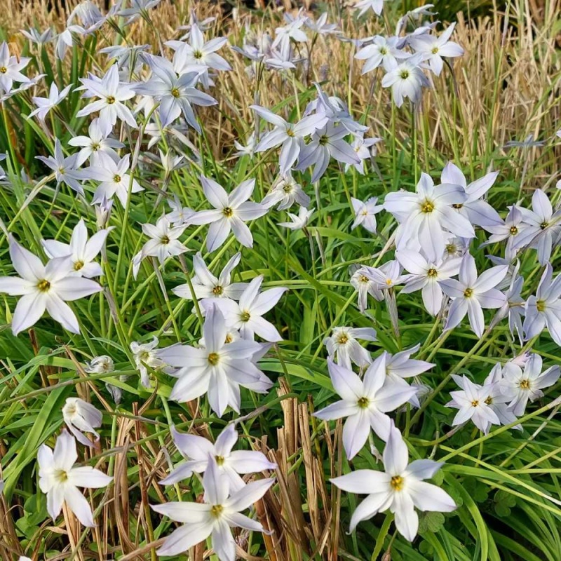 Ipheion - The Plantsman's Preference