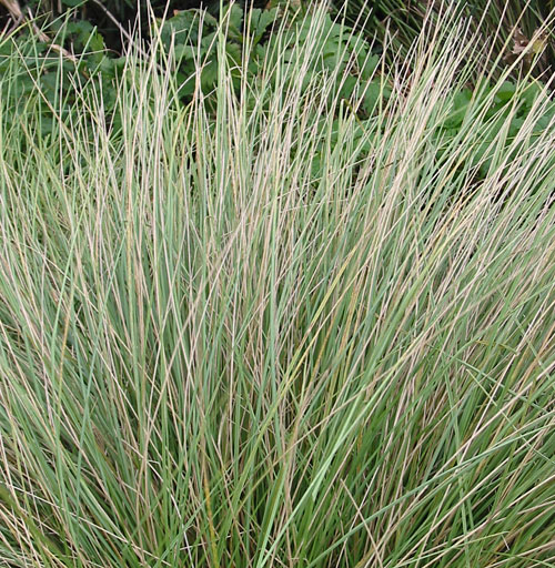 Festuca mairei - The Plantsman's Preference