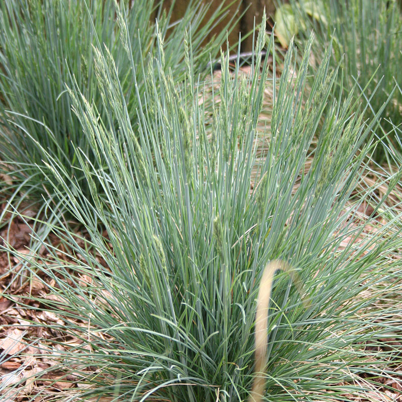 Festuca valesiaca var glaucantha - The Plantsman's Preference
