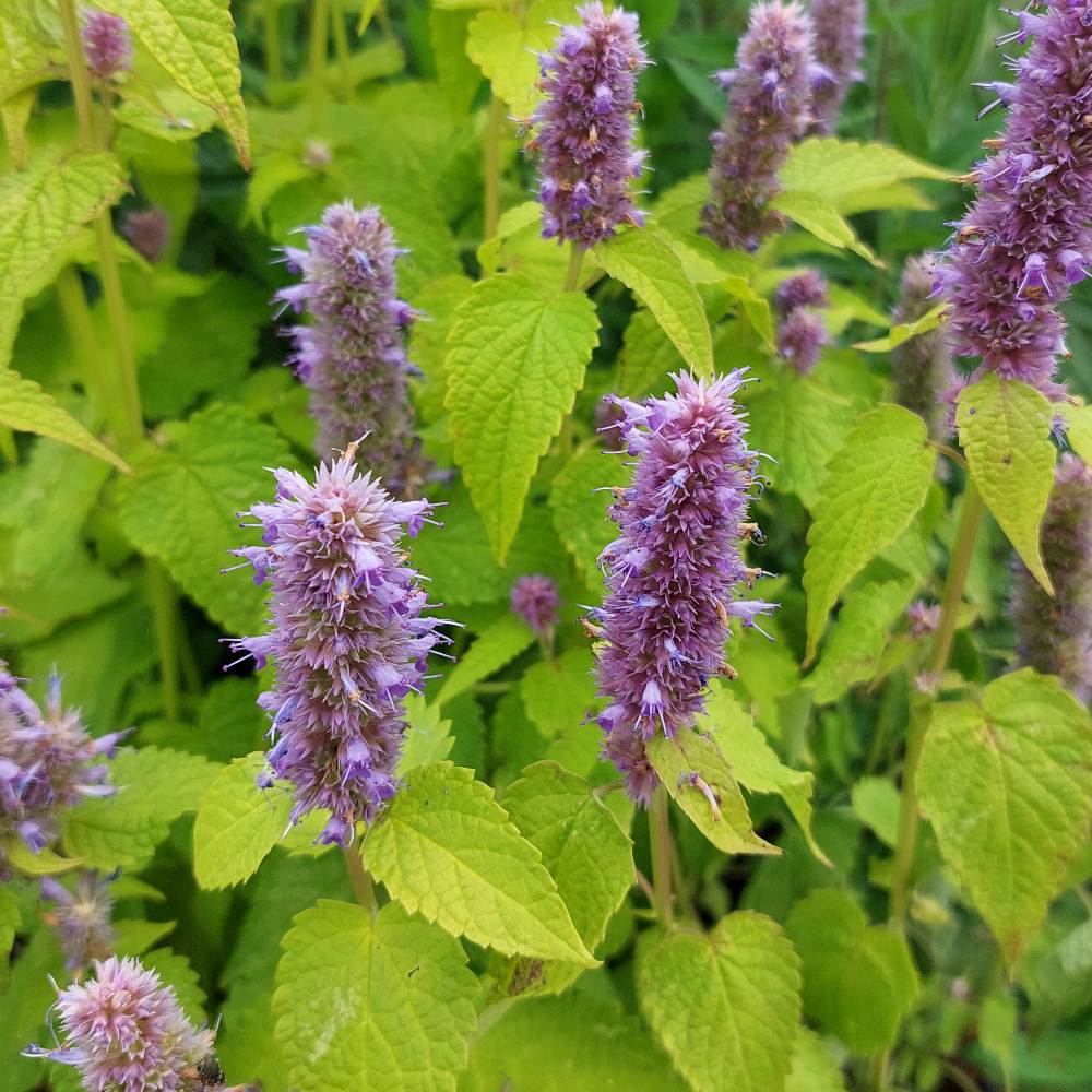 Agastache rugosa 'Golden Jubilee' - The Plantsman's Preference