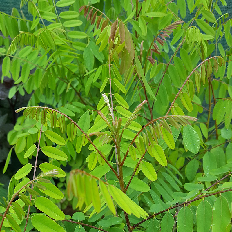 Amorpha fruticosa - The Plantsman's Preference