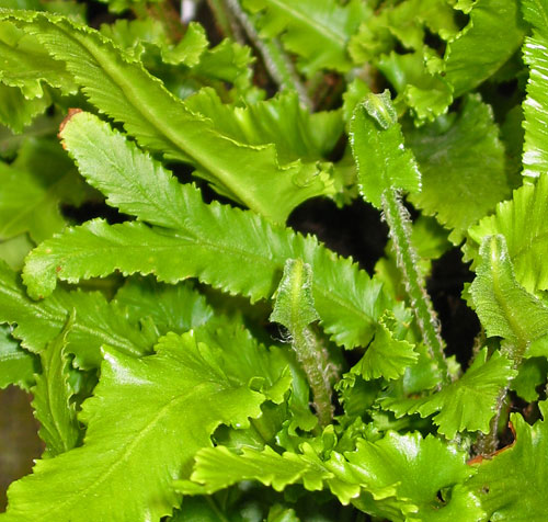 Asplenium scolopendrium 'Angustatum' - The Plantsman's Preference