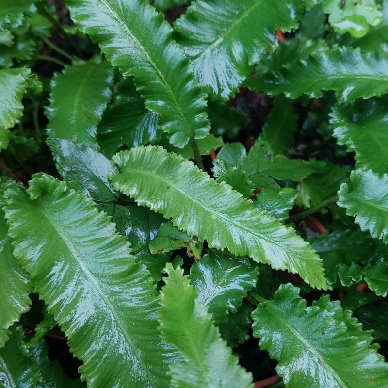 Asplenium scolopendrium 'Angustatum' - The Plantsman's Preference