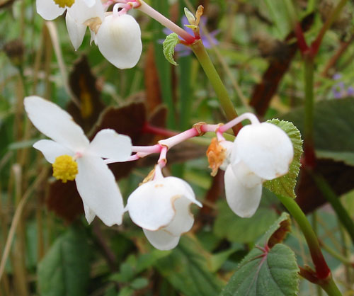 Begonia grandis ssp. evansiana var. alba - The Plantsman's Preference