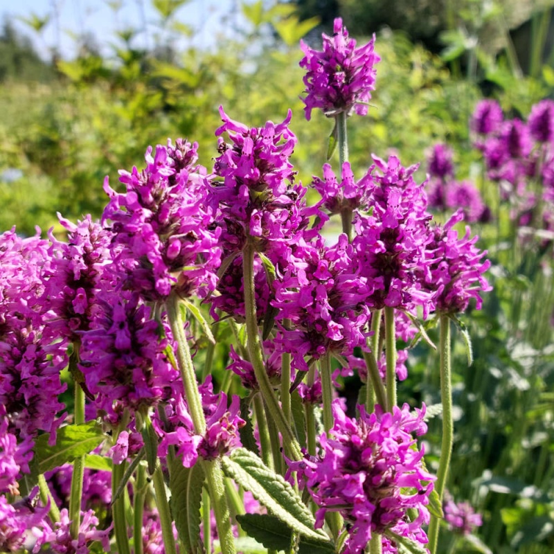 Betonica officinalis - The Plantsman's Preference