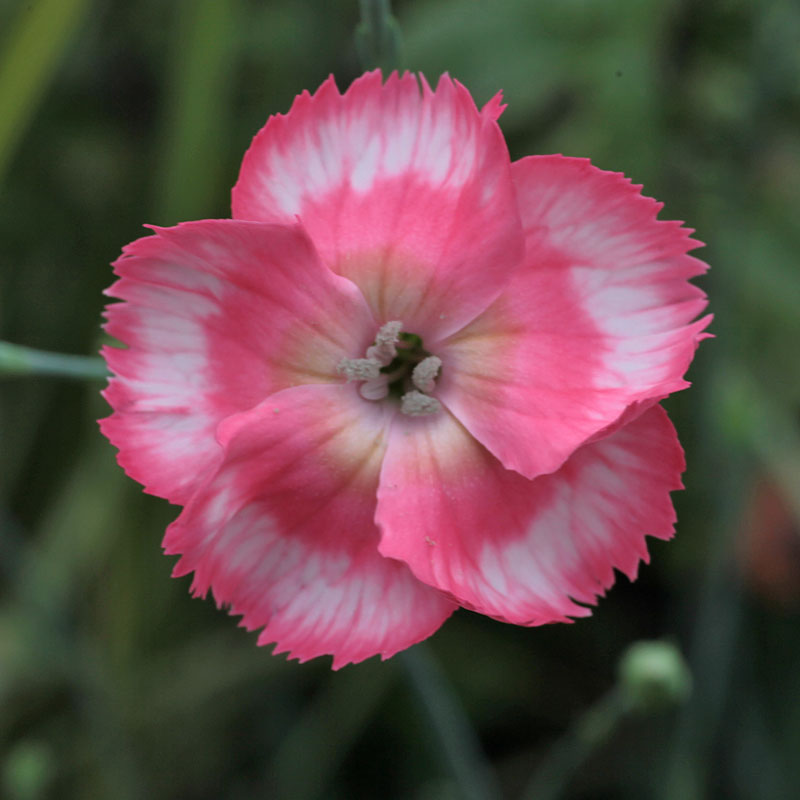 Dianthus 'Old Square Eyes' - The Plantsman's Preference