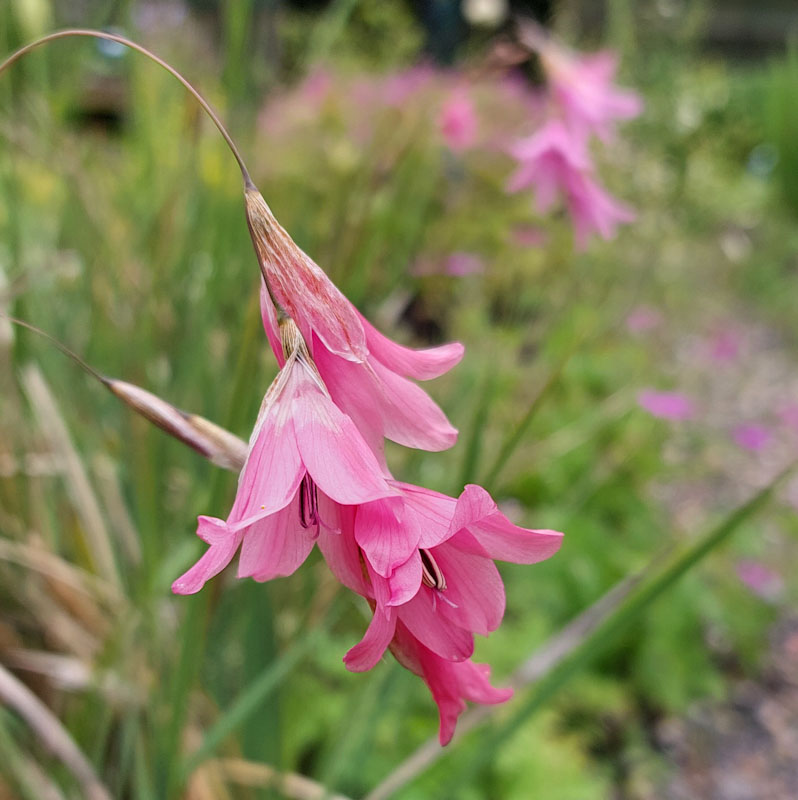 Dierama ambiguum seedlings - The Plantsman's Preference