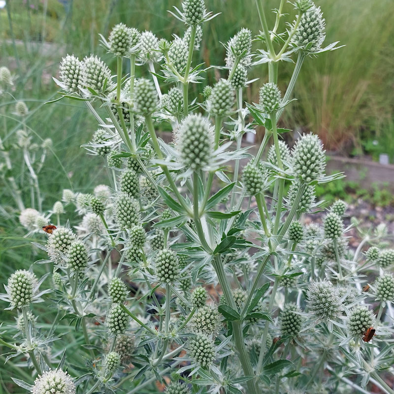 Eryngium planum 'White Glitter' - The Plantsman's Preference