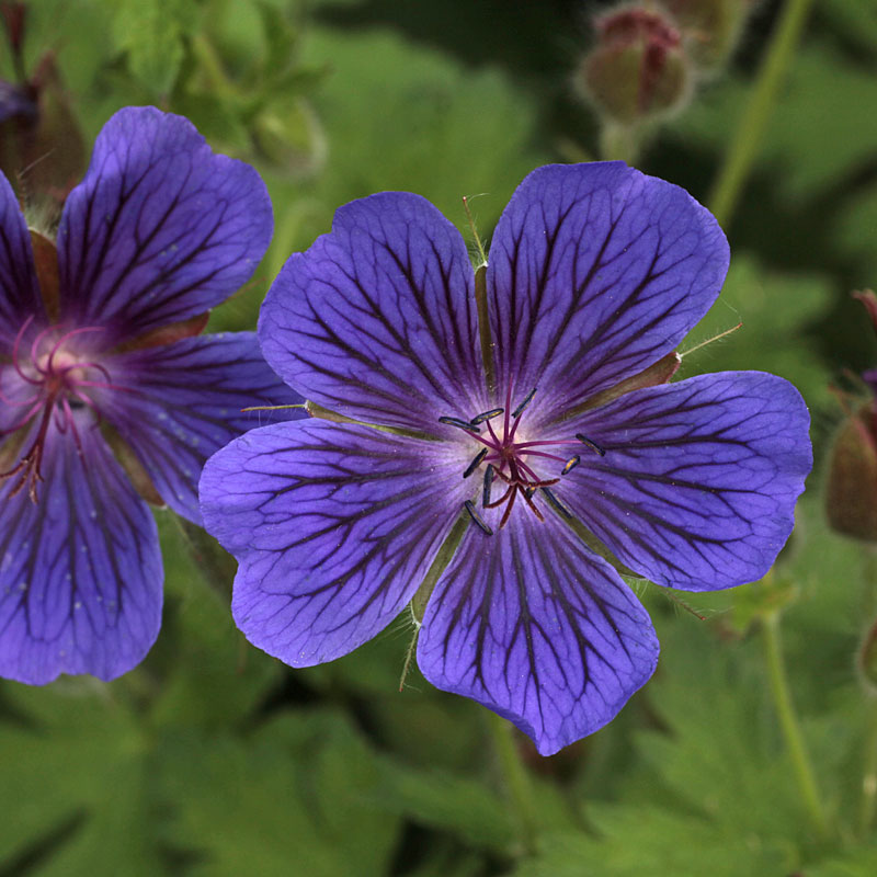 Geranium 'Blue Thunder' - The Plantsman's Preference