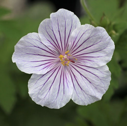 Geranium himalayense 'Derrick Cook' - The Plantsman's Preference