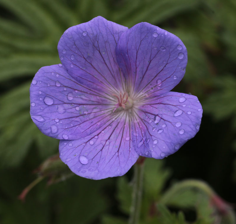 Tall Blue Perennial Geraniums